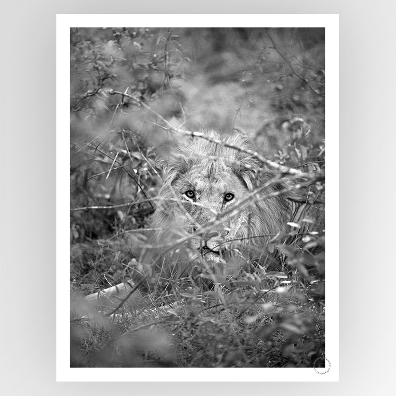 Shot by Clint Lion – Shop Adele Catherine